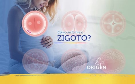 Como se forma o zigoto » Clínica Origen | Fertilização in Vitro