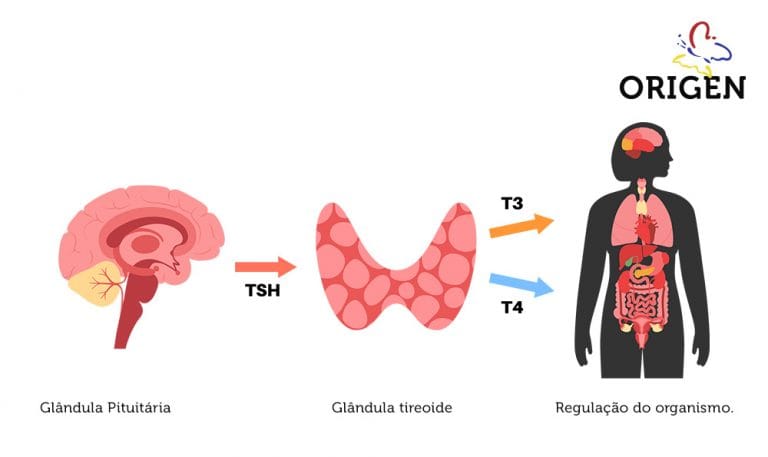 O que é TSH? » Clínica Origen | Fertilização in Vitro