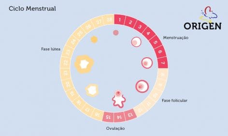 O que é a fase folicular do ciclo menstrual? » Clínica Origen ...